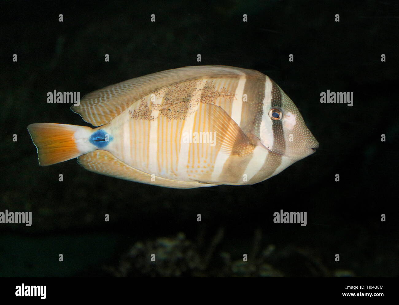 Pacific sail-fin Tang or Surgeonfish ( Zebrasoma Velifer / Veliferum ...