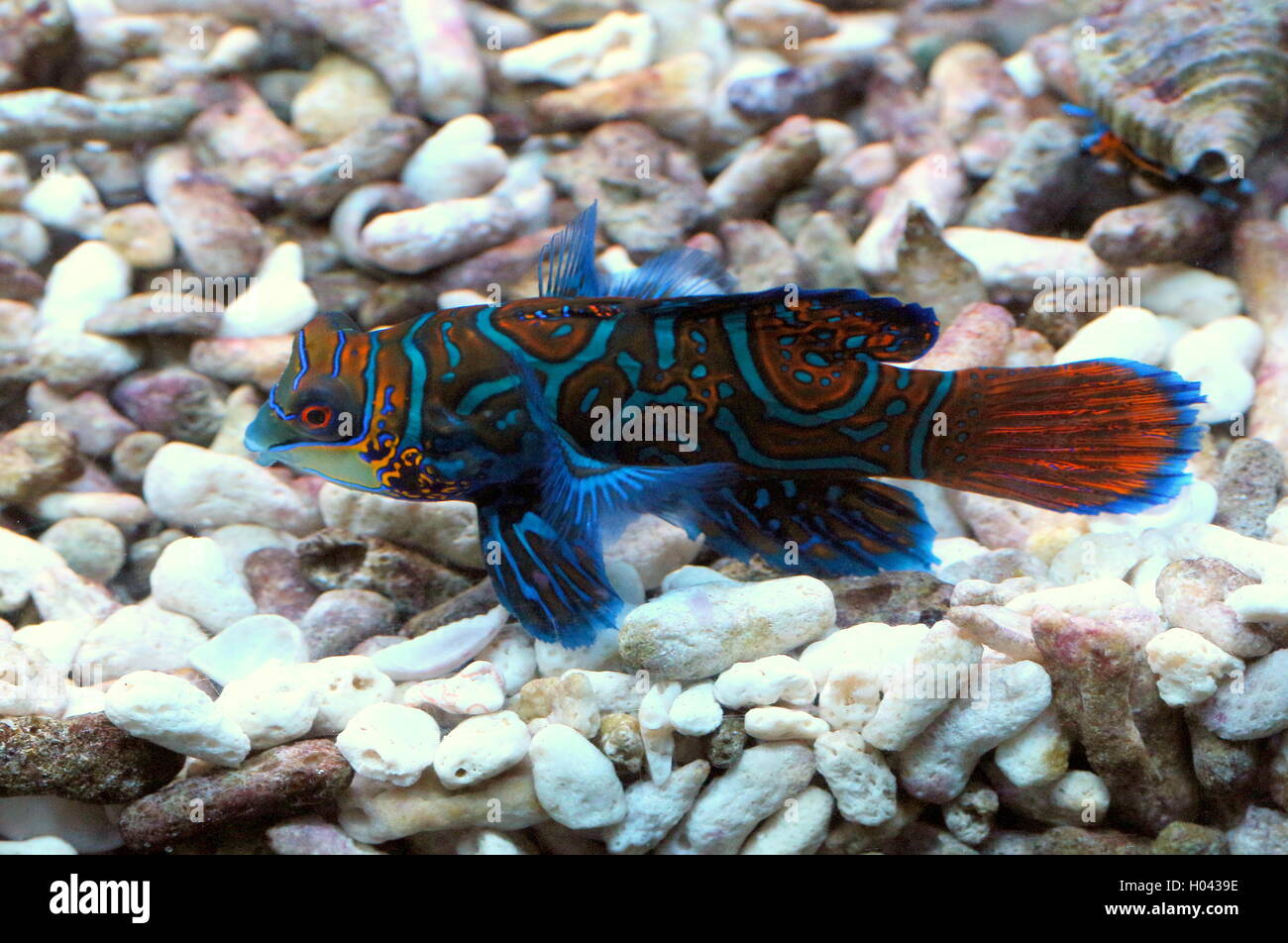 Mandarinfish or mandarin dragonet (Synchiropus splendidus), native to ...