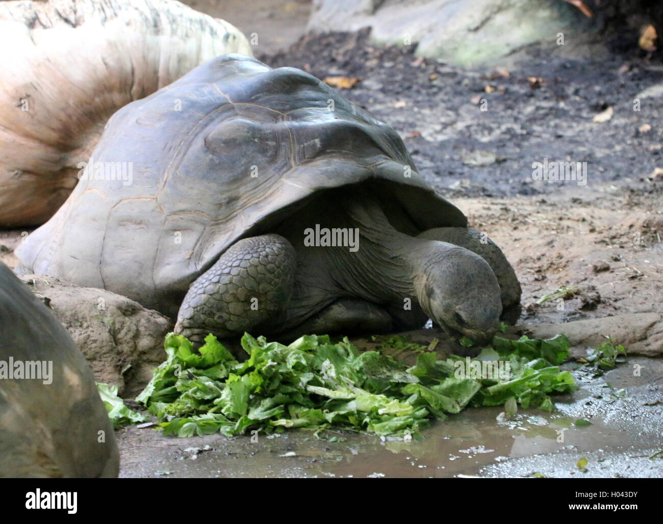 Feeding Galapagos Giant Tortoise (Chelonoidis nigra, Chelonoidis niger ...