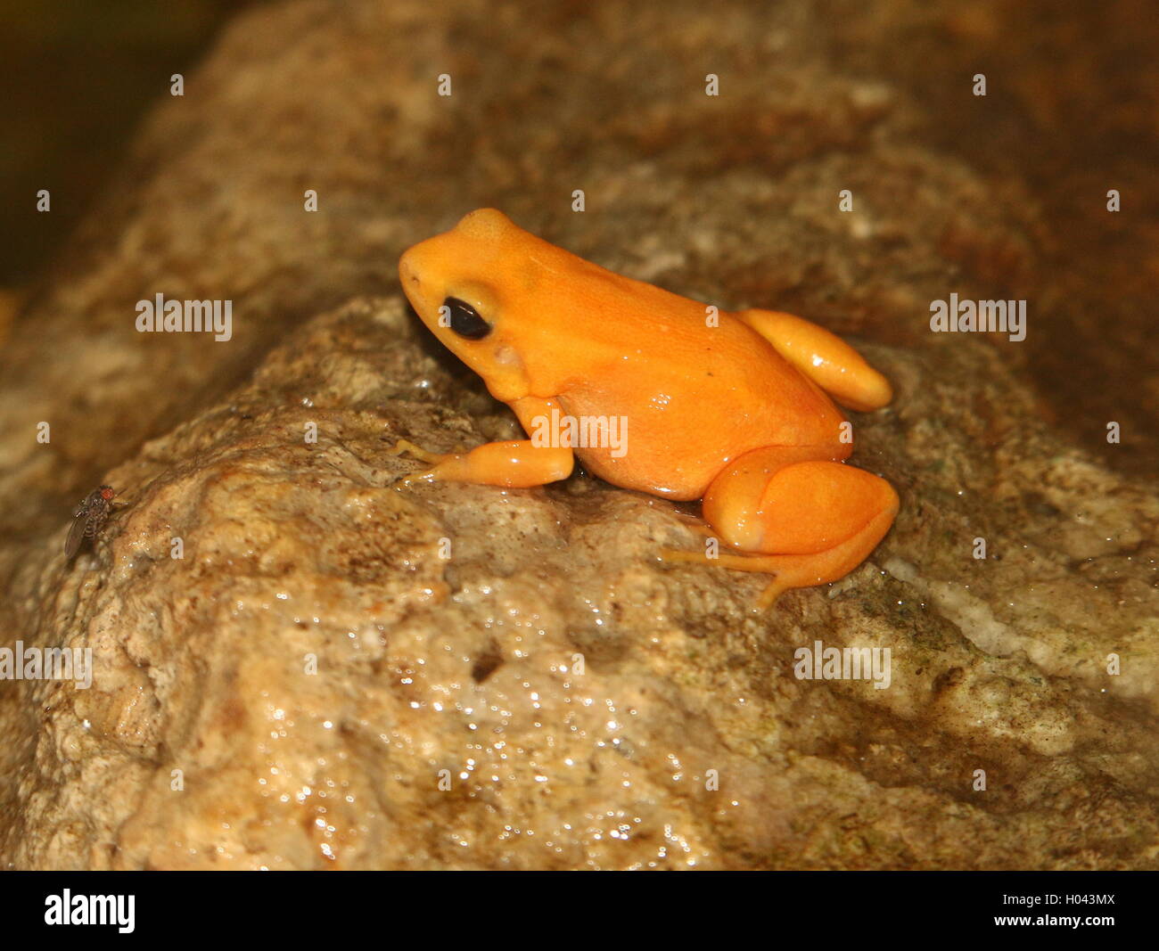 Endangered poisonous Madagascan Golden Mantella frog (Mantella ...
