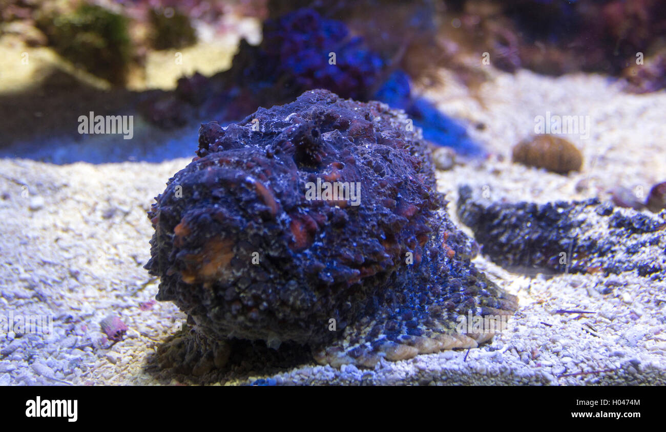 scorpionfish in aquarium close up Stock Photo - Alamy