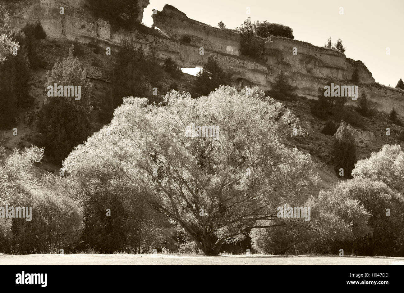 Landscape with trees in blossom and rocks in Soria, Spain. Sepia tone ...