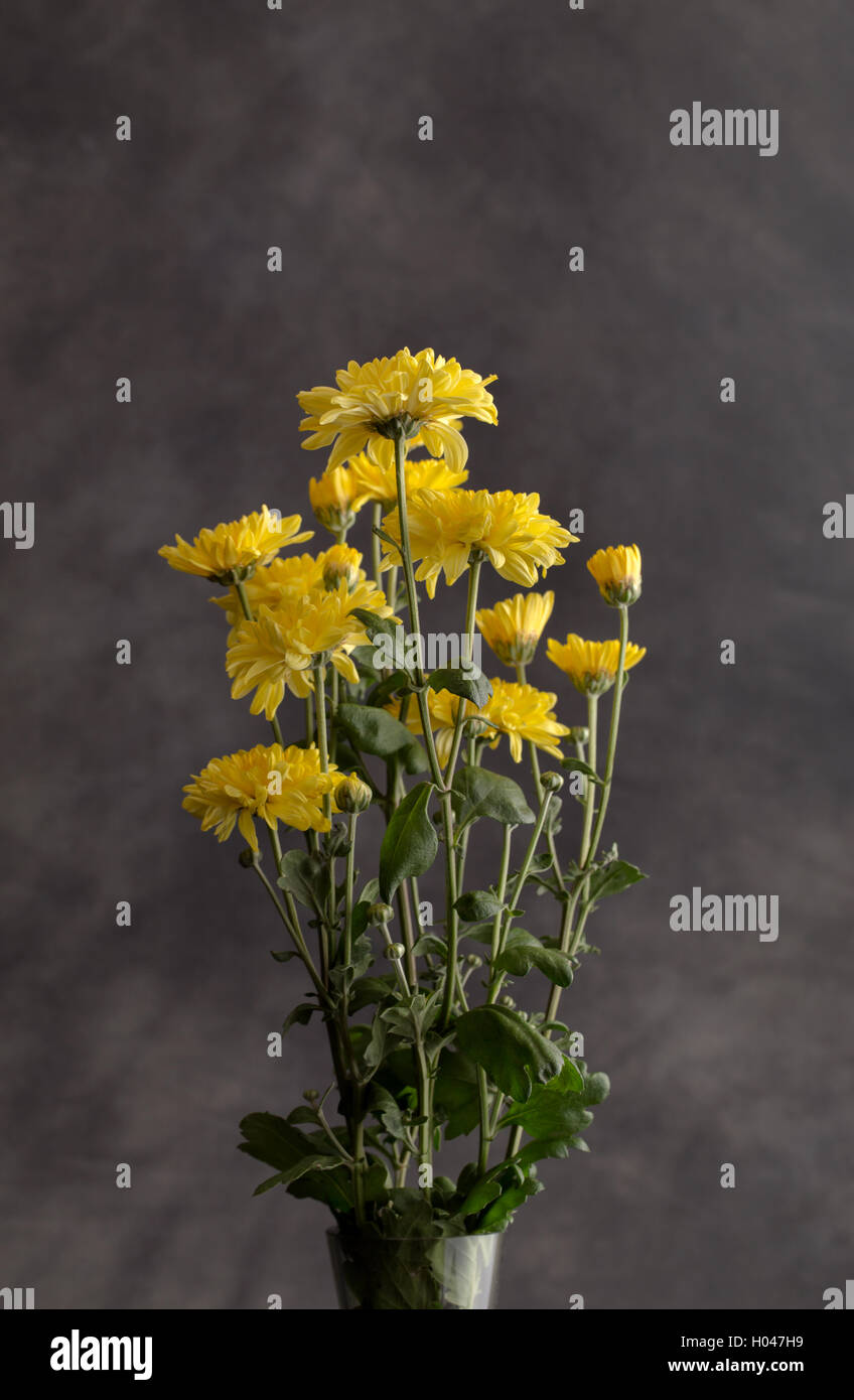 Yellow chrysanthemum on dark background Stock Photo - Alamy