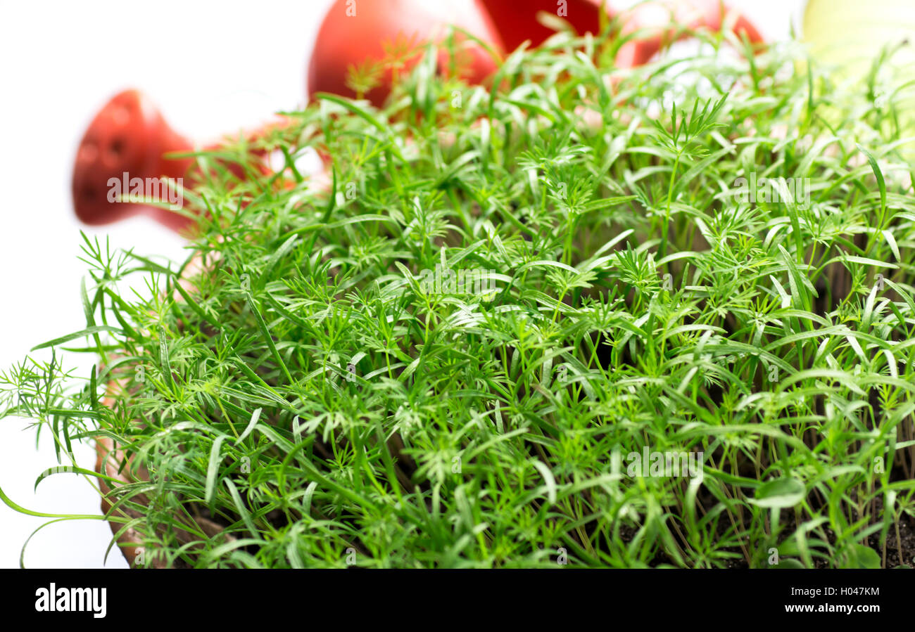 Young dill plant hi-res stock photography and images - Alamy