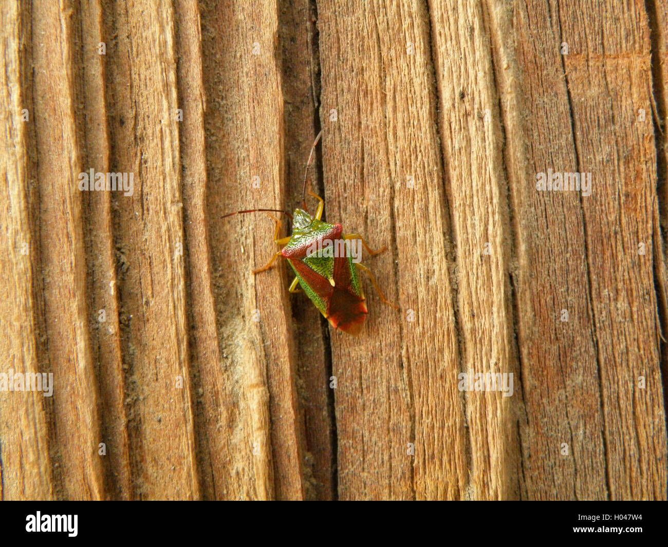 A Green and Red little Bug Climbing on the Brown wooden Wall Stock ...
