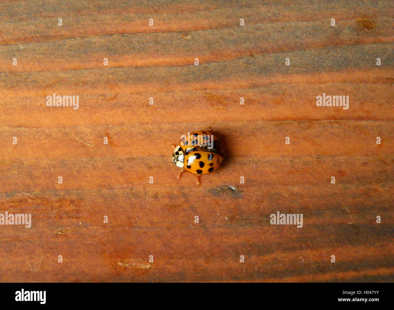 A Black dots Yellow Ladybug prepare to fly from the Wooden Wall Stock ...