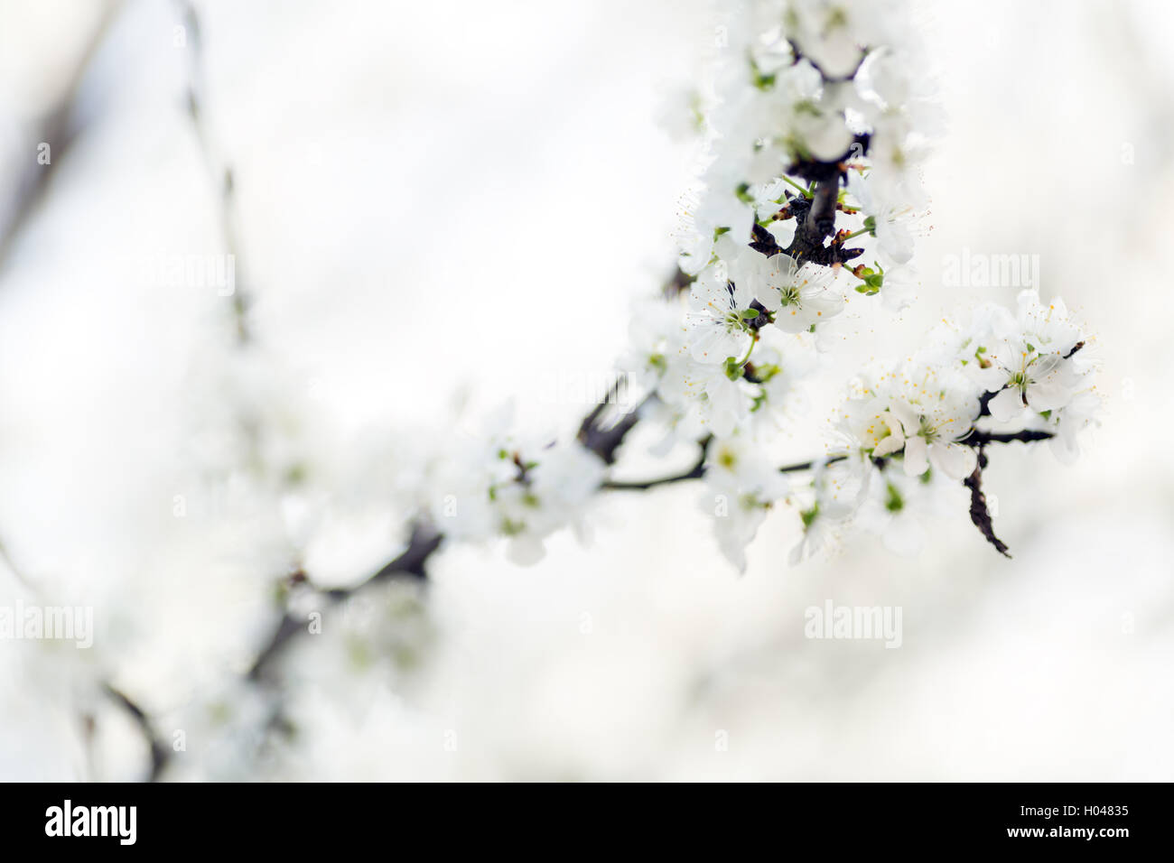 Blossoming trees in april Stock Photo - Alamy