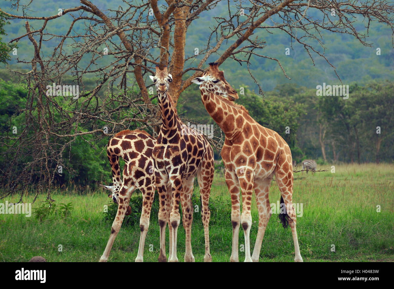Three giraffes moving symmetrically in Lake Mburo National Park, Uganda ...