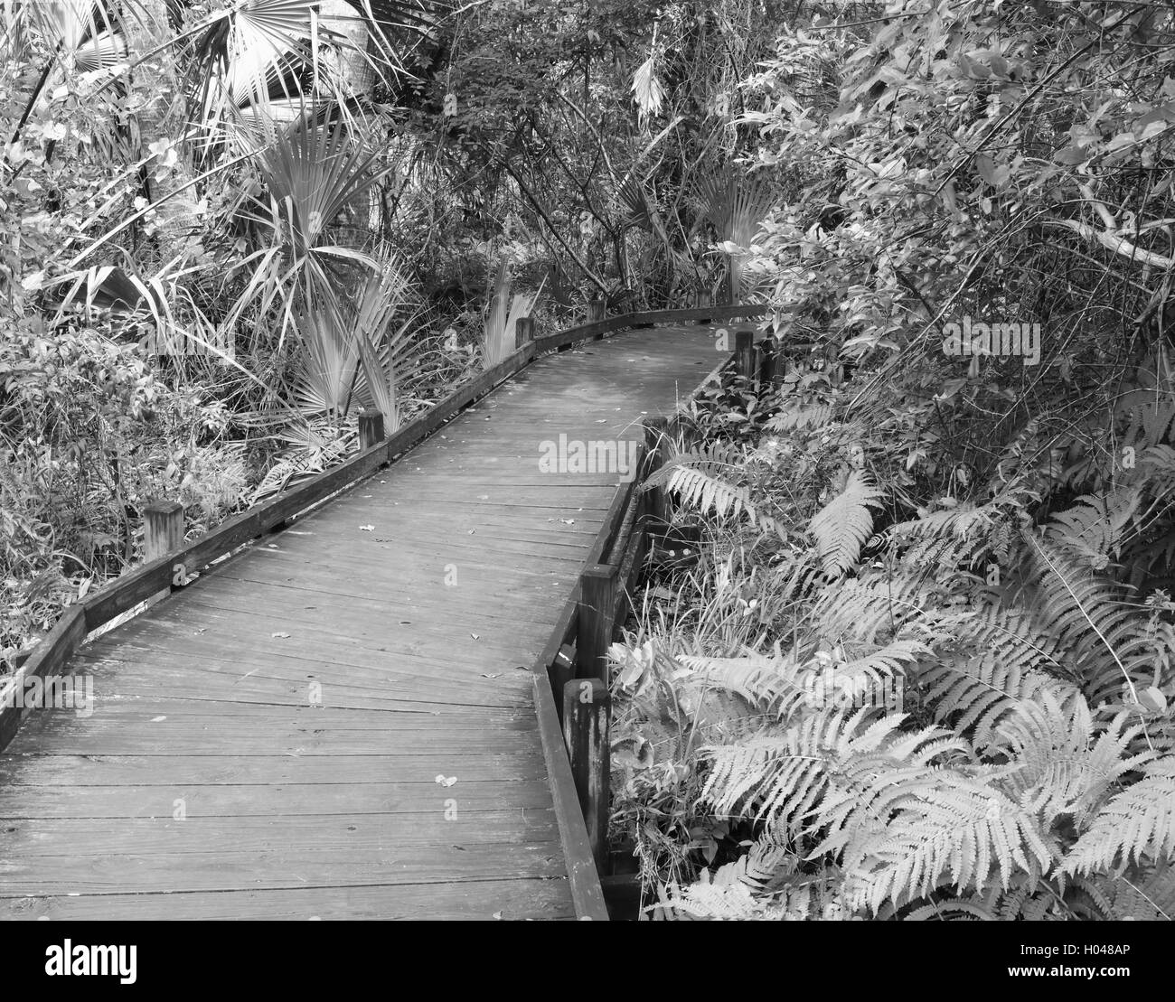 Pathway Black and White Stock Photos & Images - Alamy