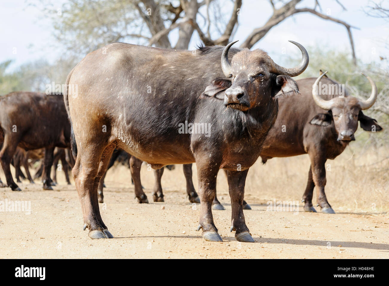 Buffalo graze in african savannah hi-res stock photography and images ...