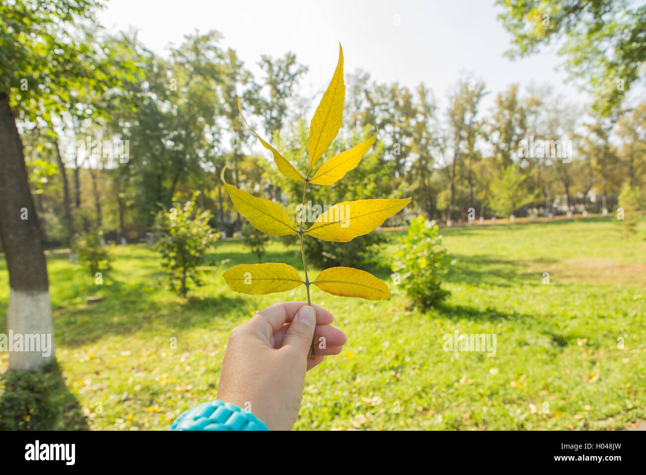 Womans hand holding yellow autumn leaf hi-res stock photography and ...