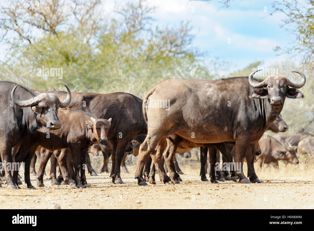 Bush cow horn hi-res stock photography and images - Alamy
