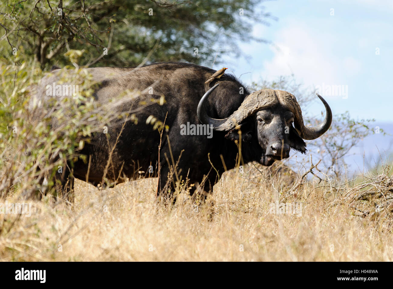 Bovids hi-res stock photography and images - Alamy