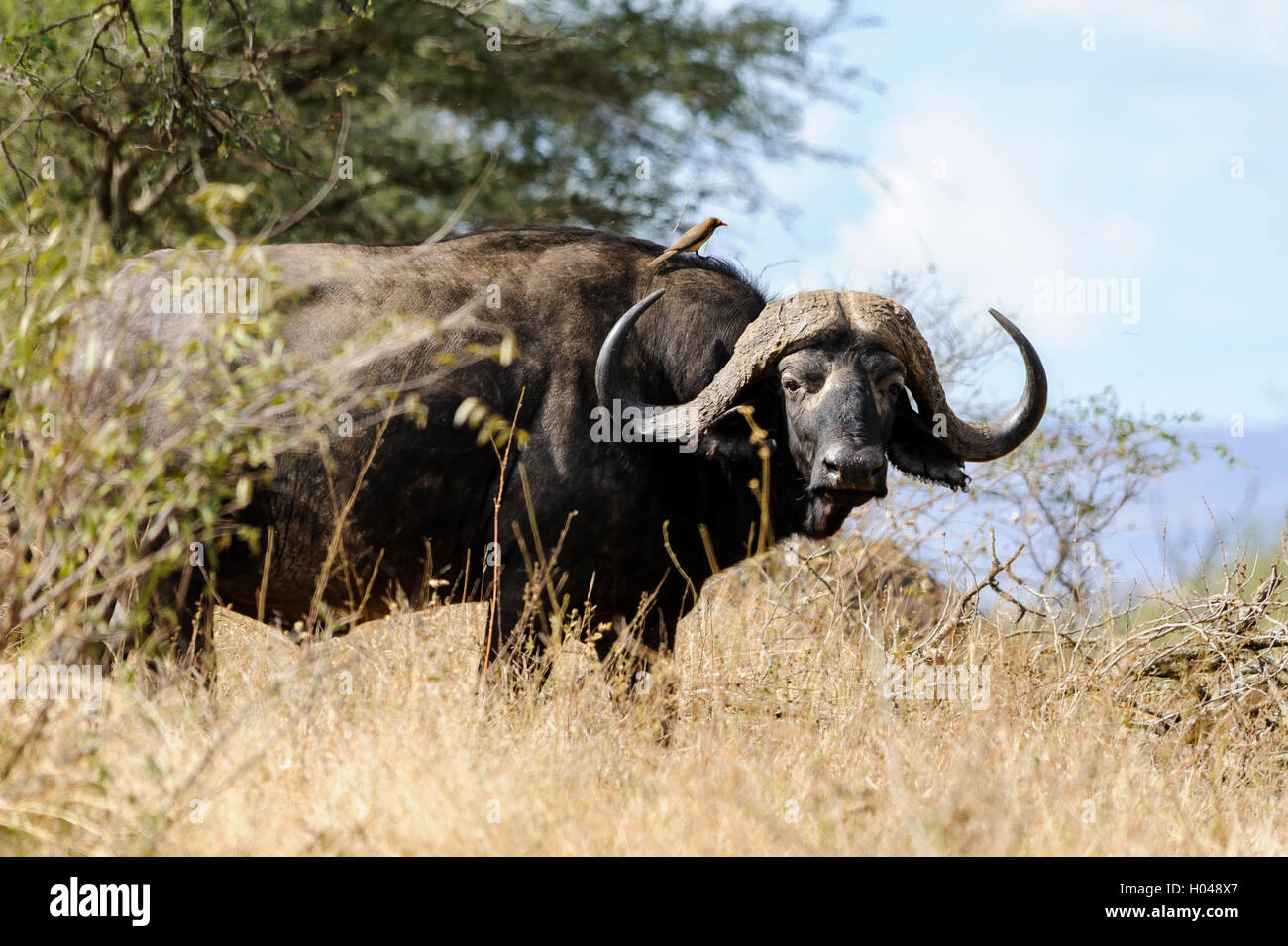 African buffalo or Cape buffalo in the African bush, staring into the ...