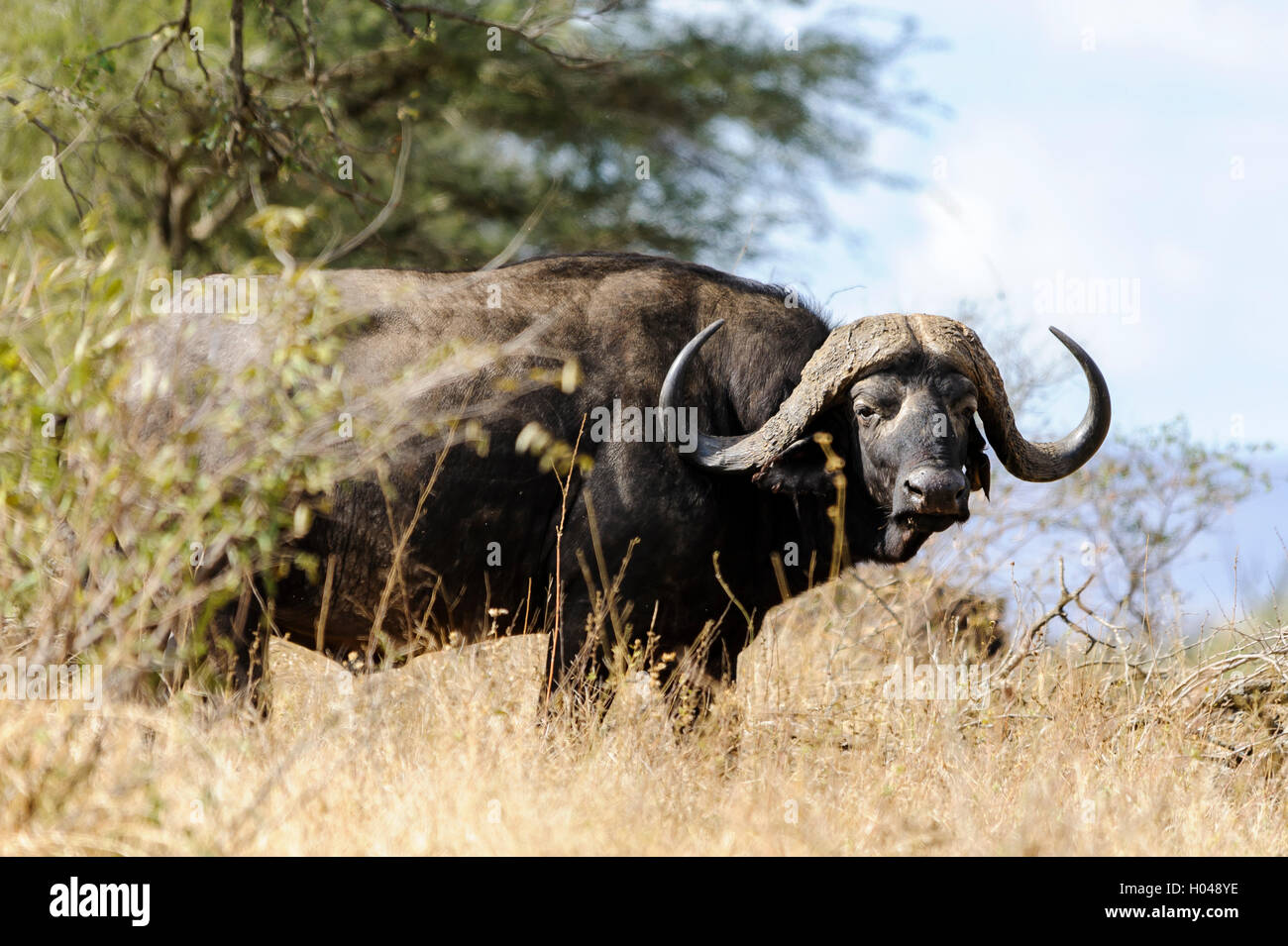 African buffalo or Cape buffalo in the African bush, staring into the ...