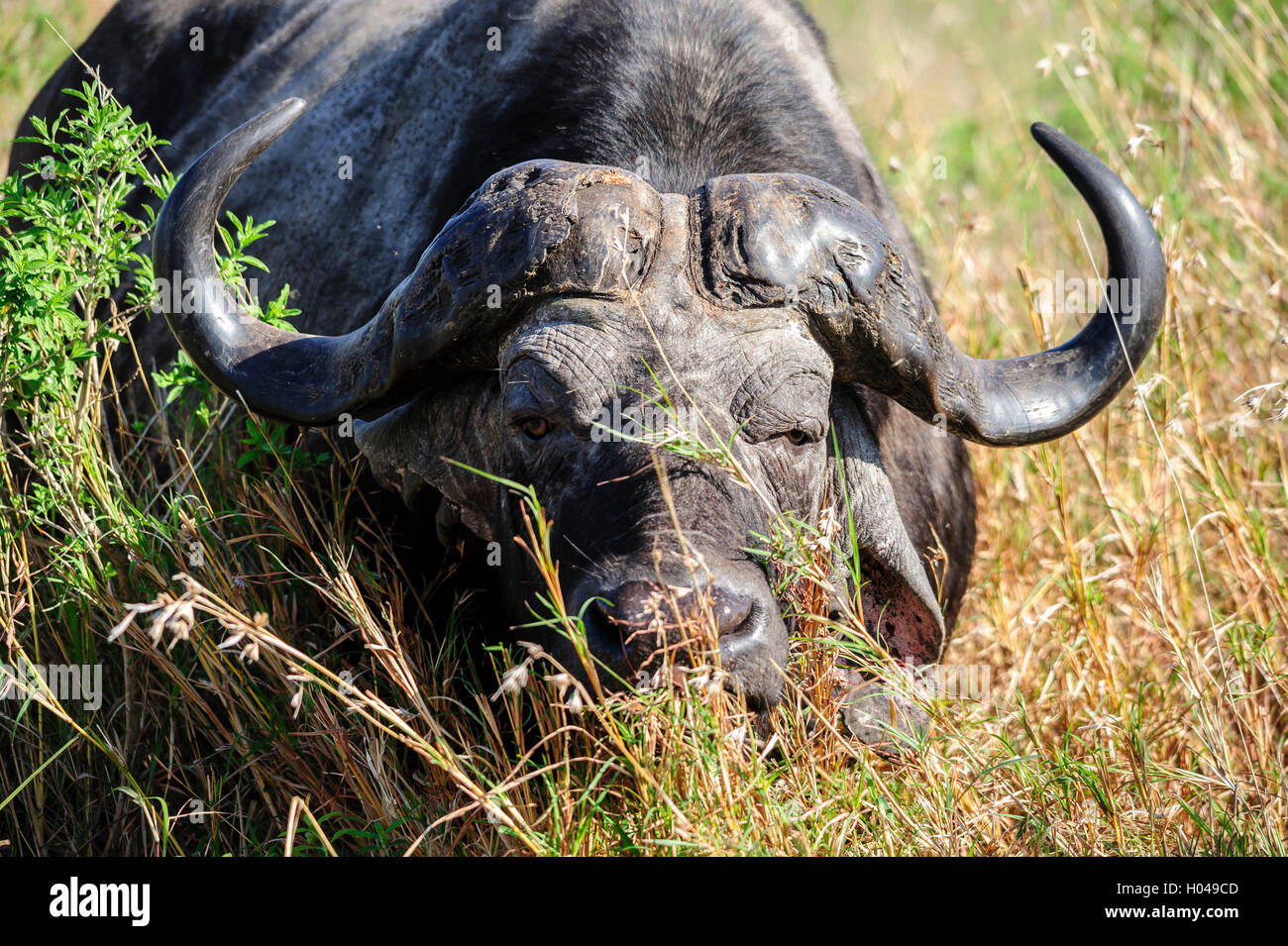 Close-up headshot of an African buffalo staring directly into the ...