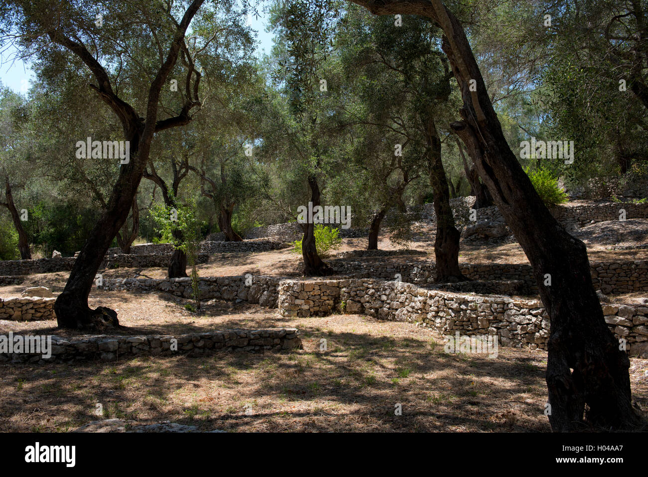 Terraces olive trees hi-res stock photography and images - Alamy