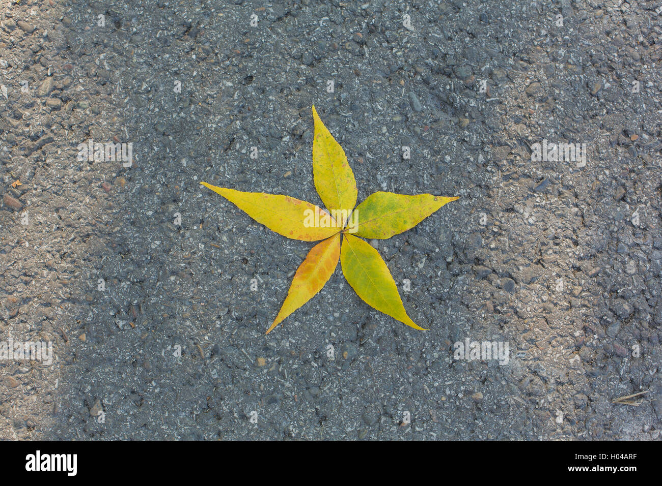 Star made with autumn maple leaf on asphalt background Stock Photo - Alamy