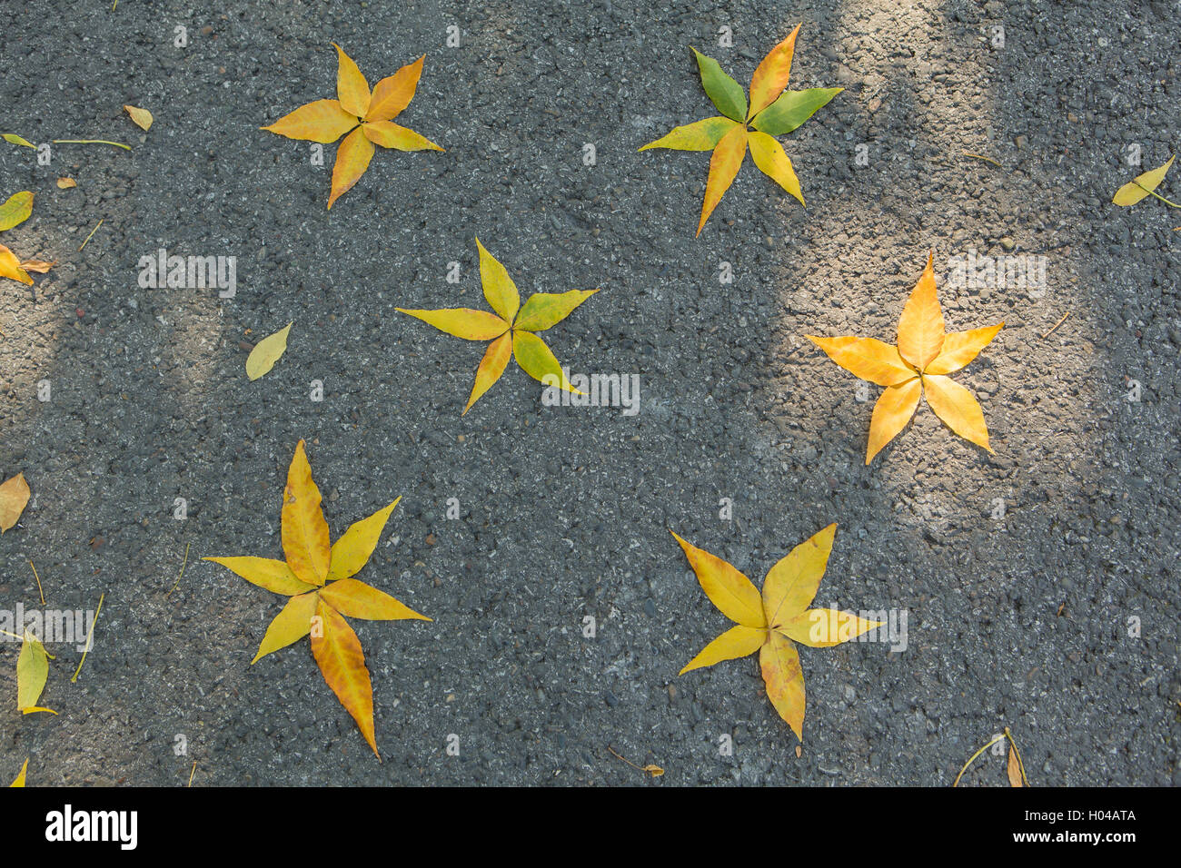 Star made with autumn maple leaf on asphalt background Stock Photo - Alamy