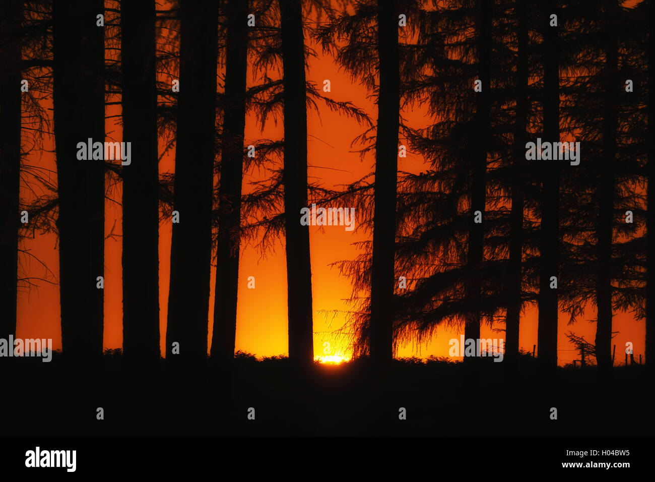 Silhouette forest in sunset hi-res stock photography and images - Alamy