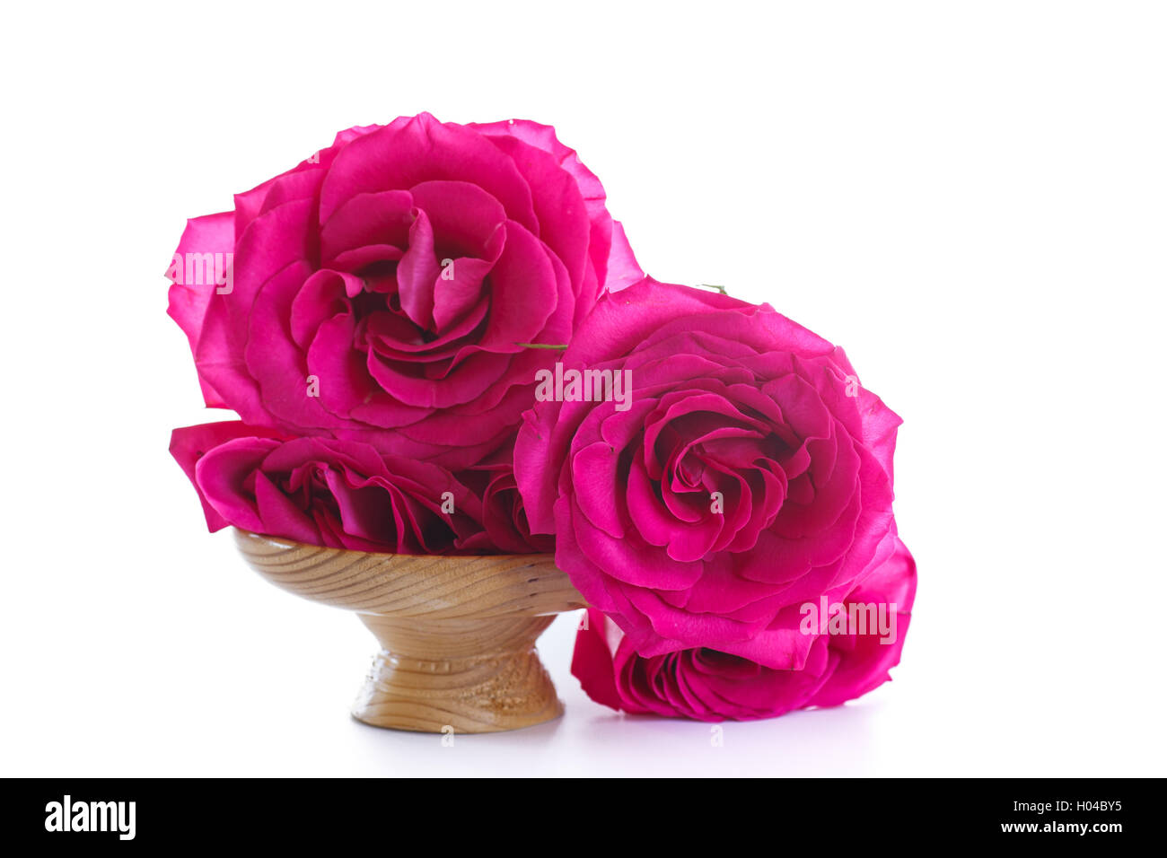 beautiful bright pink roses Stock Photo - Alamy