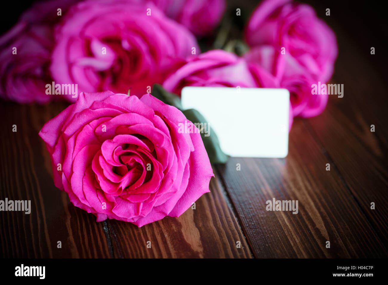 beautiful bright pink roses Stock Photo - Alamy