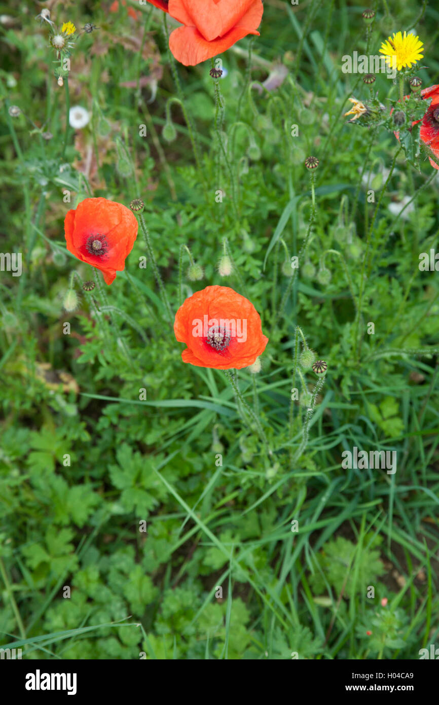 Poppies growing on the fringe of an arable field of crops near Kings ...