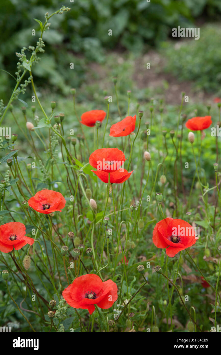 Poppies growing on the fringe of an arable field of crops near Kings ...