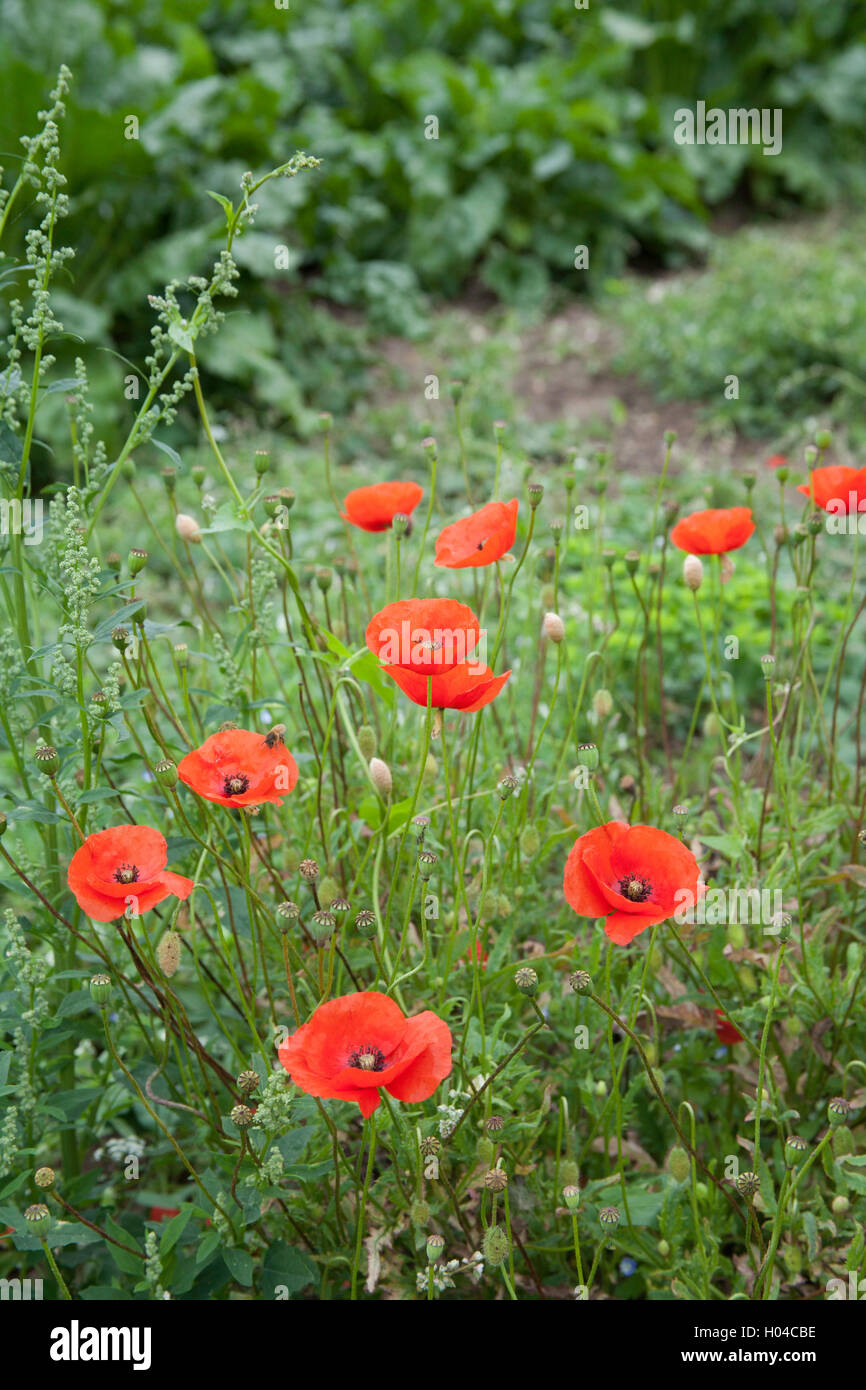 Poppies growing on the fringe of an arable field of crops near Kings ...