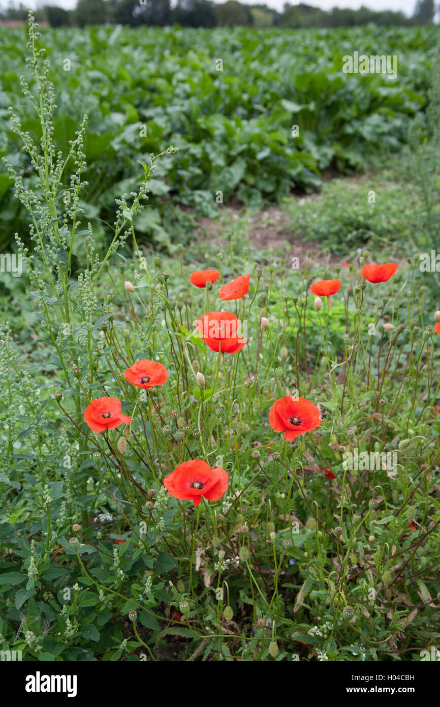 Poppies growing on the fringe of an arable field of crops near Kings ...