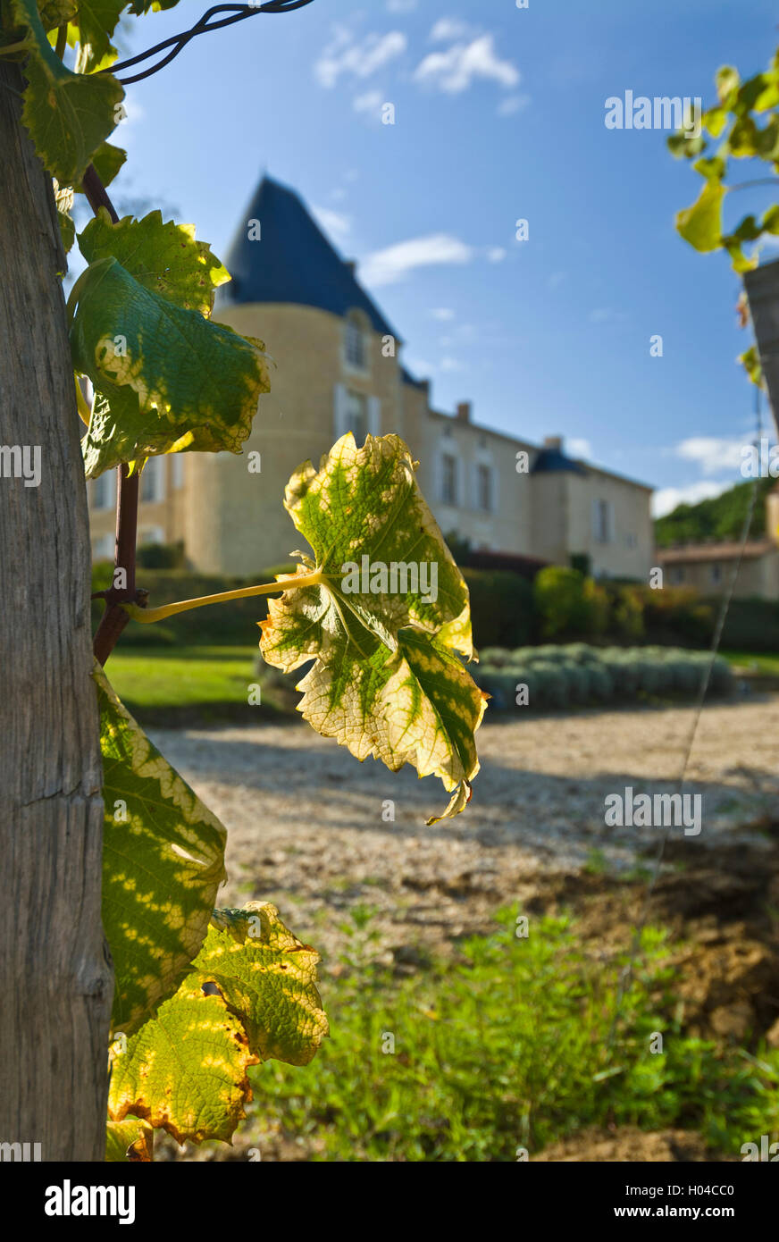 CHATEAU d’YQUEM Close view on back-lit Semillon vine leaf in Chateau d ...