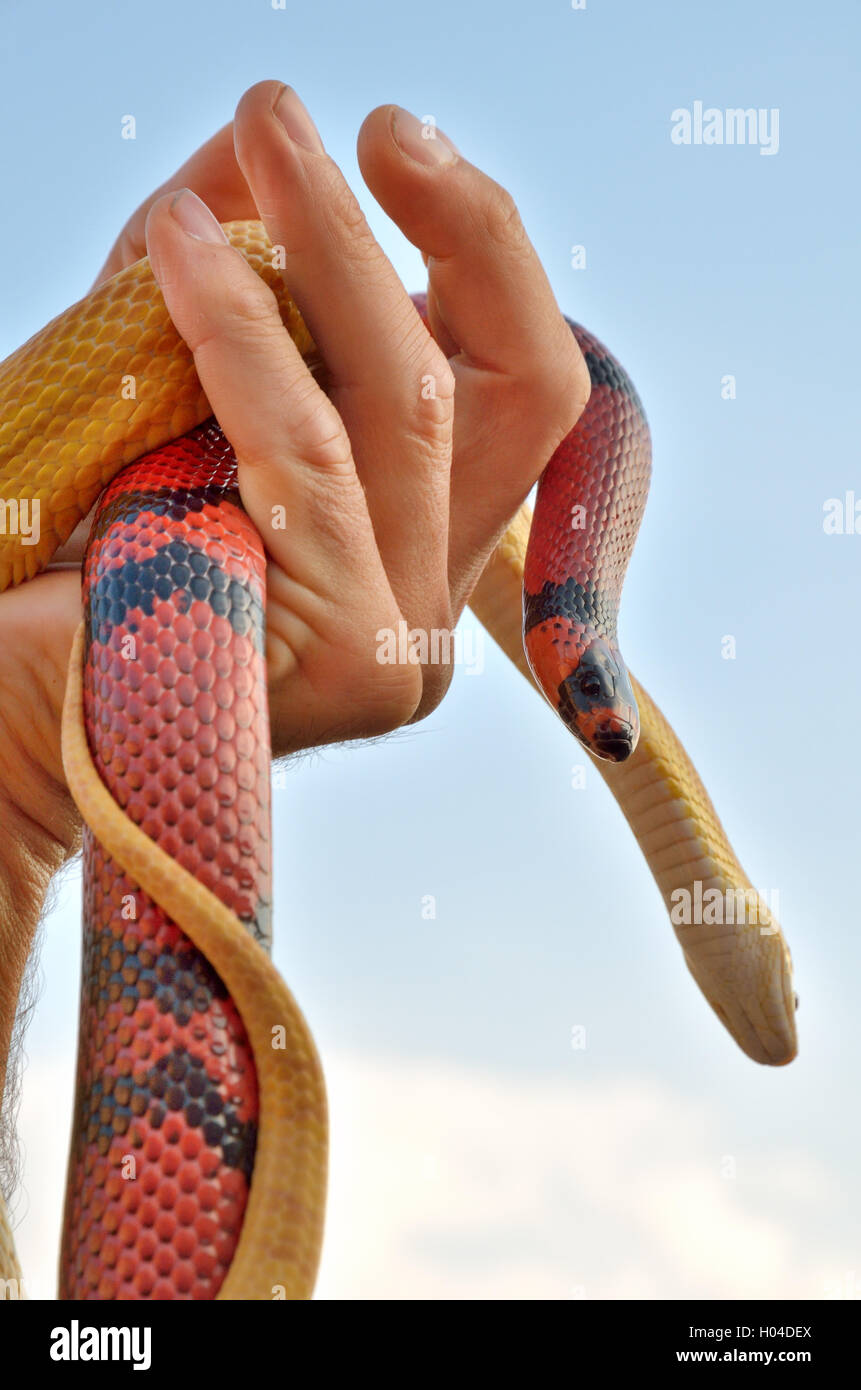 pair of colubrid snakes face to face Stock Photo - Alamy