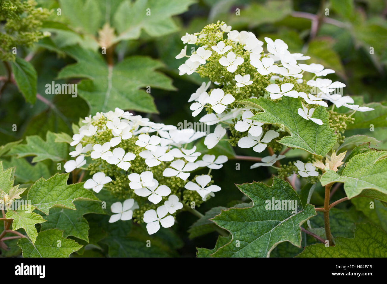 Hydrangea quercifolia 'Pee Wee' flowers Stock Photo - Alamy