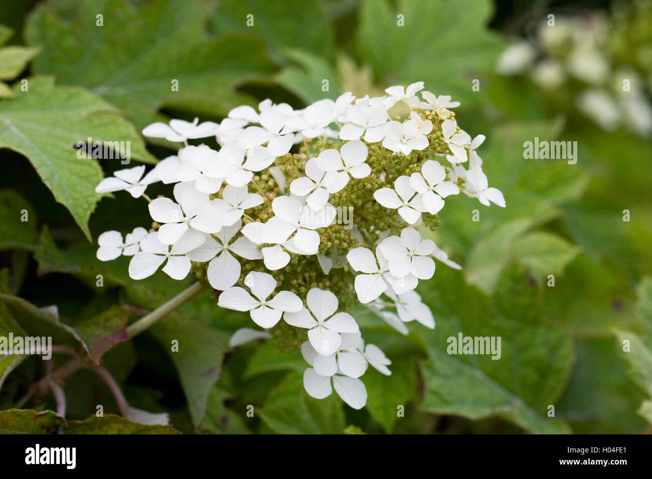 Hydrangea quercifolia 'Pee Wee' flowers Stock Photo - Alamy