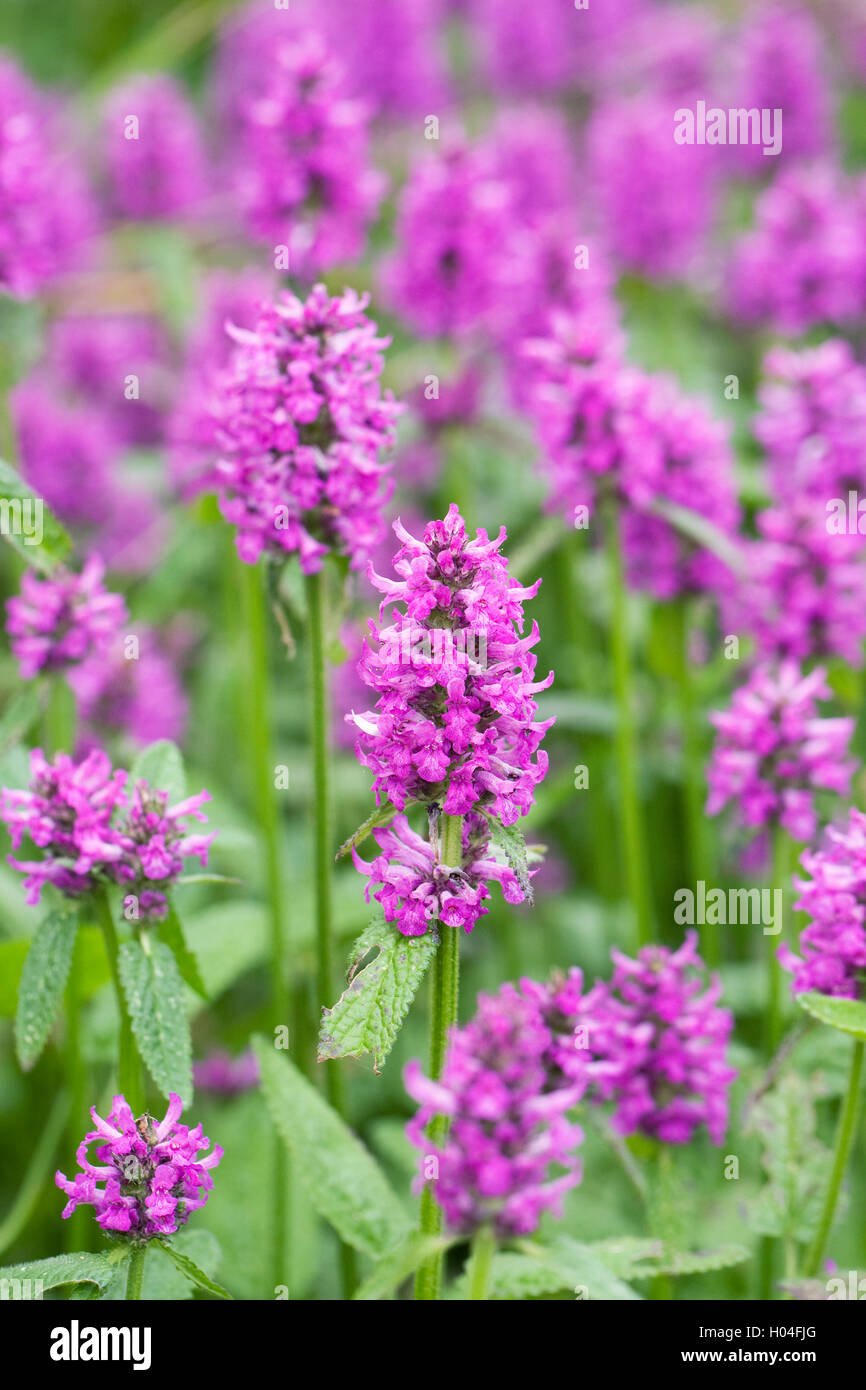 Stachys officinalis hummelo hi-res stock photography and images - Alamy