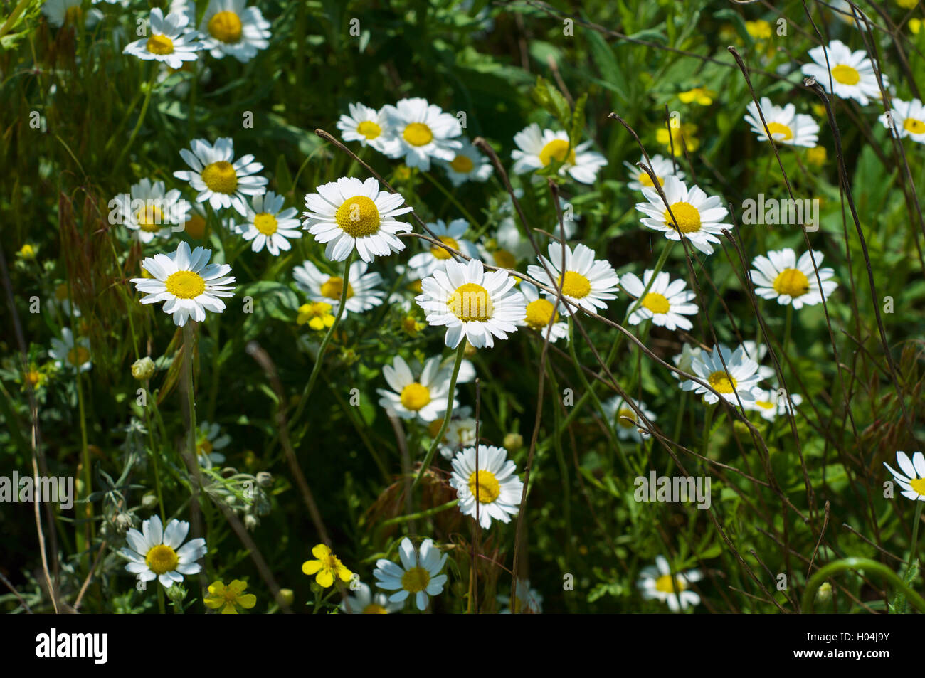 field of wild white daisies among the green grass, top view Stock Photo ...