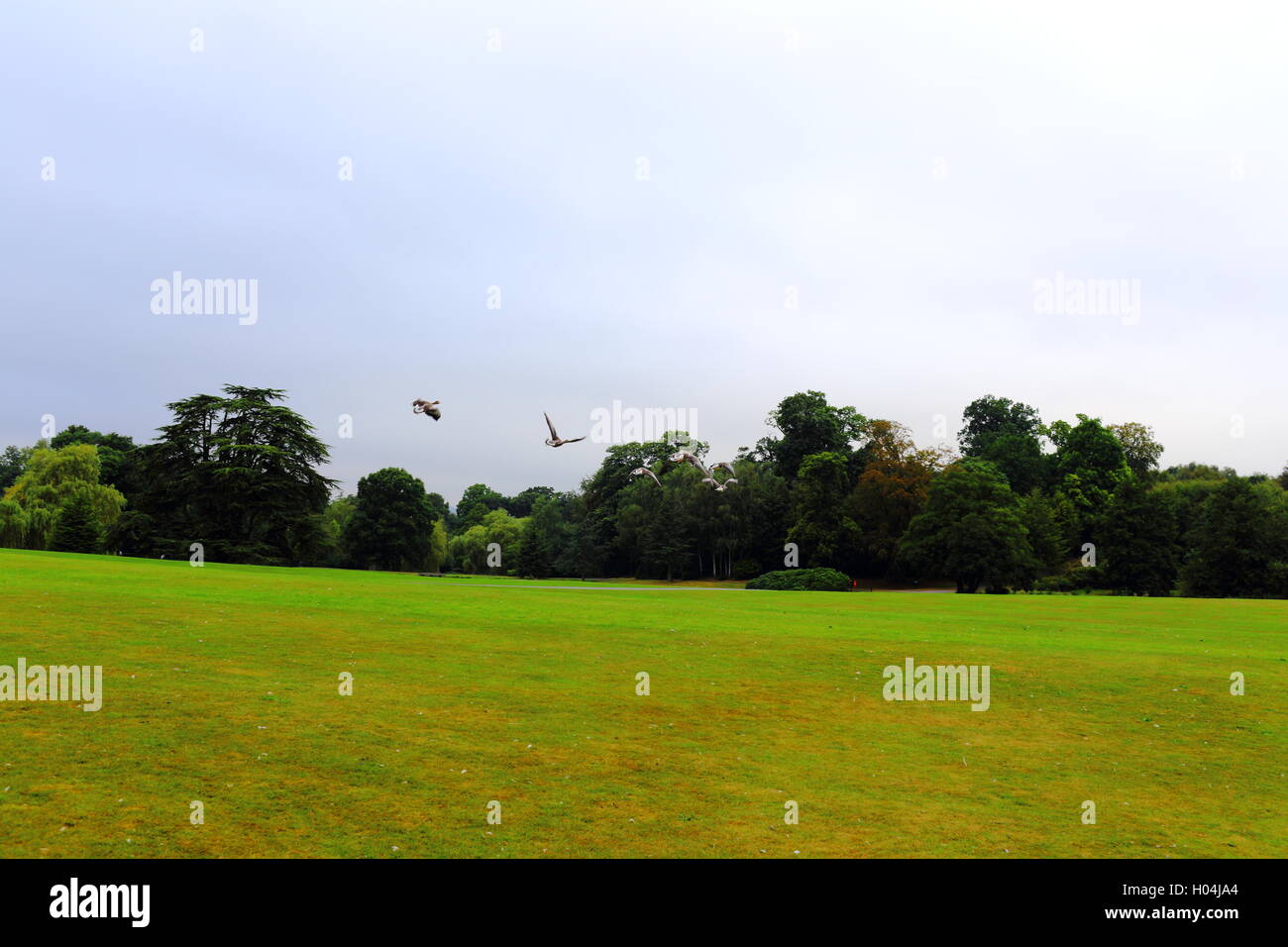 Rise of birds Stock Photo - Alamy