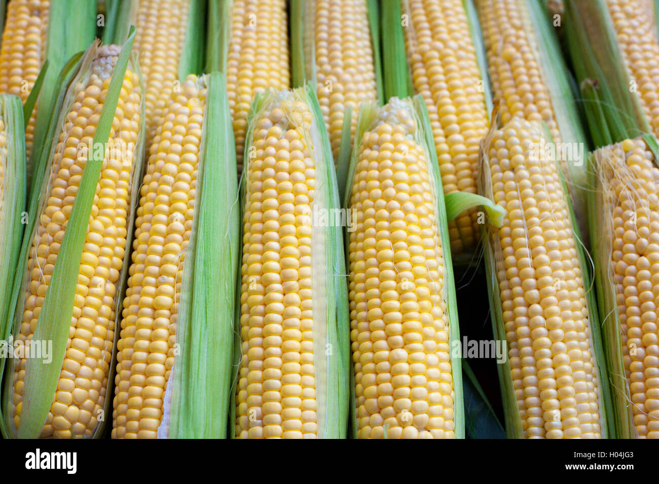 Group of fresh sweet corns on a store Stock Photo - Alamy