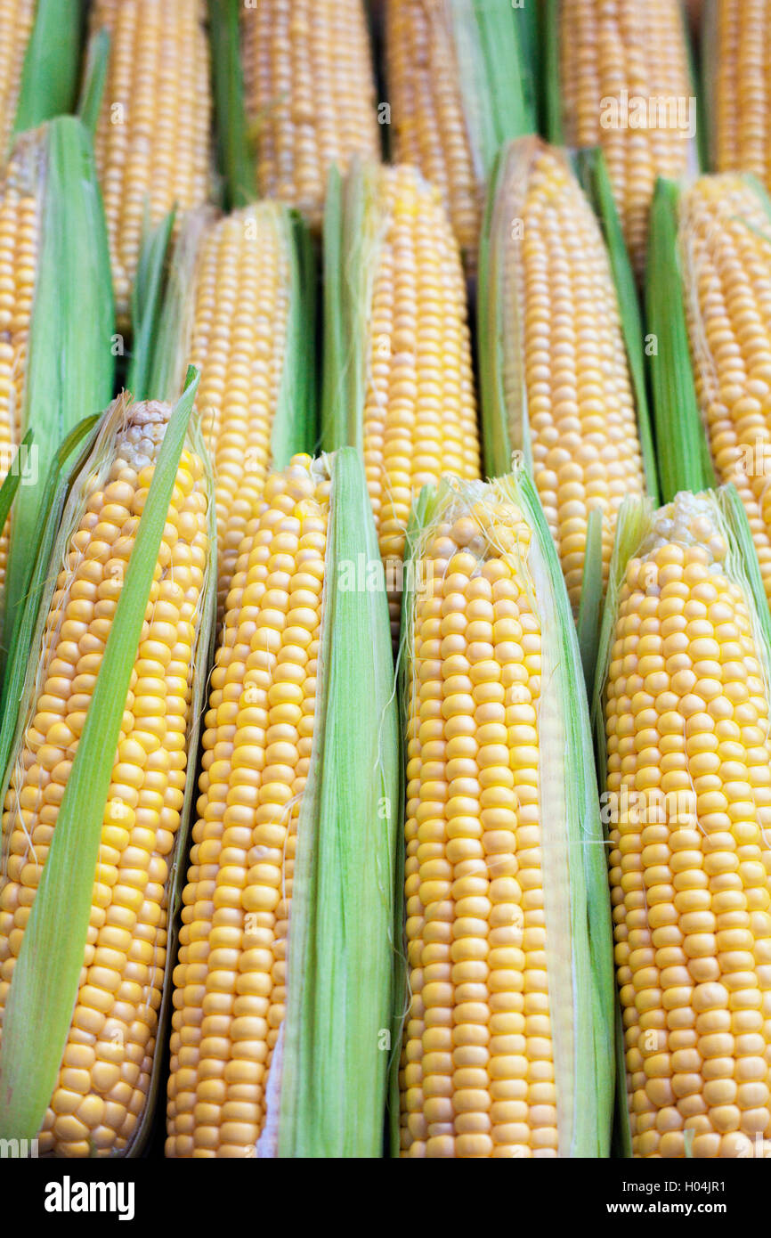 Group of fresh sweet corns on a store Stock Photo - Alamy