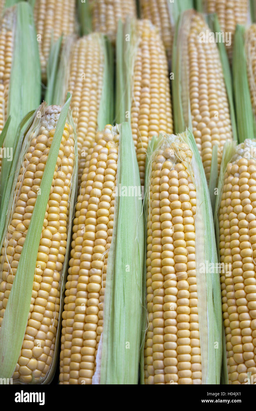 Group of fresh sweet corns on a store Stock Photo - Alamy
