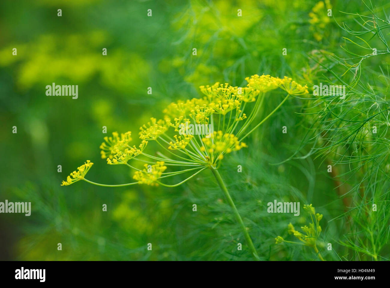 ANETHUM GRAVEOLENS DILL Stock Photo - Alamy