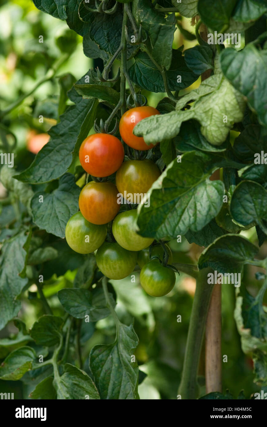 Tomato support hi-res stock photography and images - Alamy