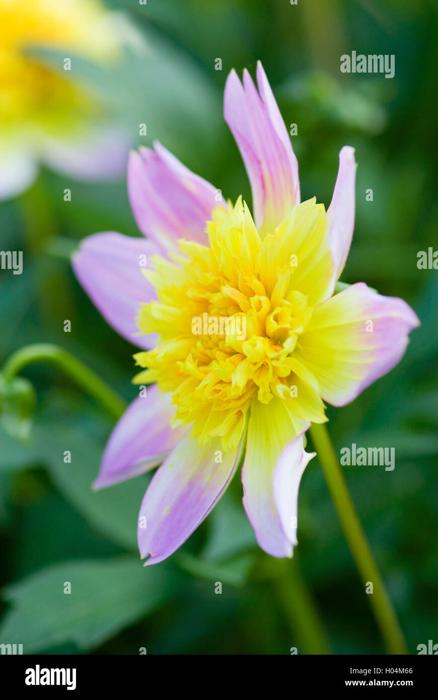 DAHLIA RYECROFT MARGE Stock Photo - Alamy
