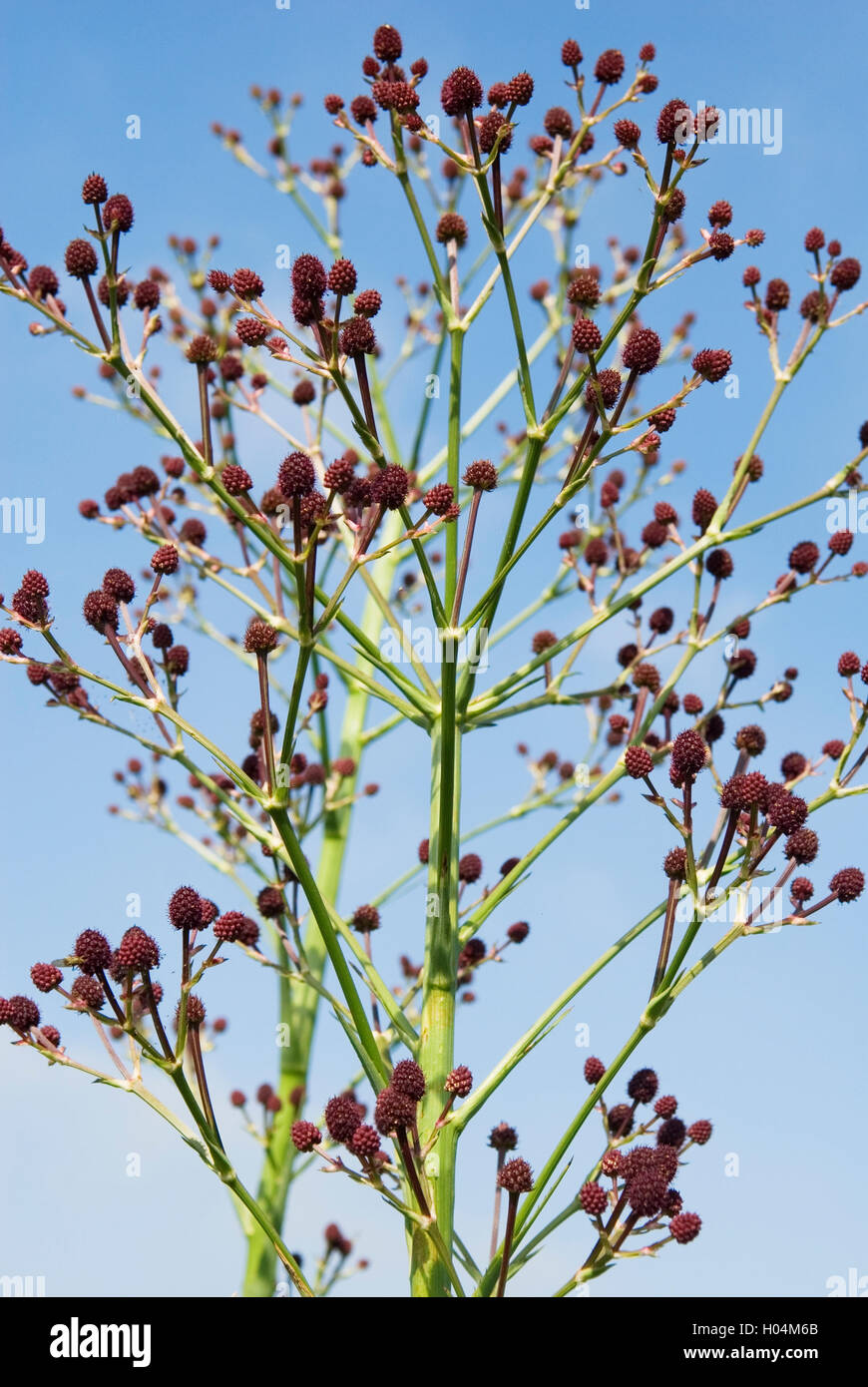 ERYNGIUM PANDANIFOLIUM PHYSIC PURPLE Stock Photo - Alamy