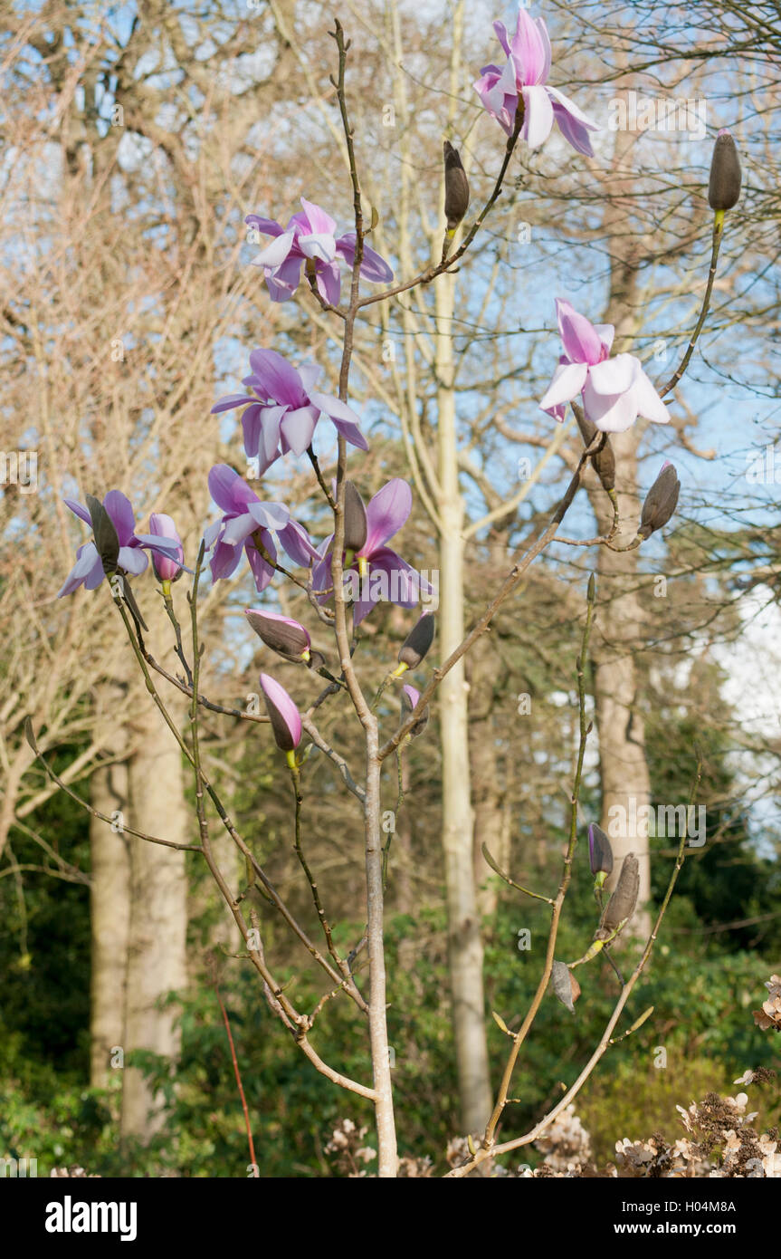 Magnolia robusta blood moon hi-res stock photography and images - Alamy