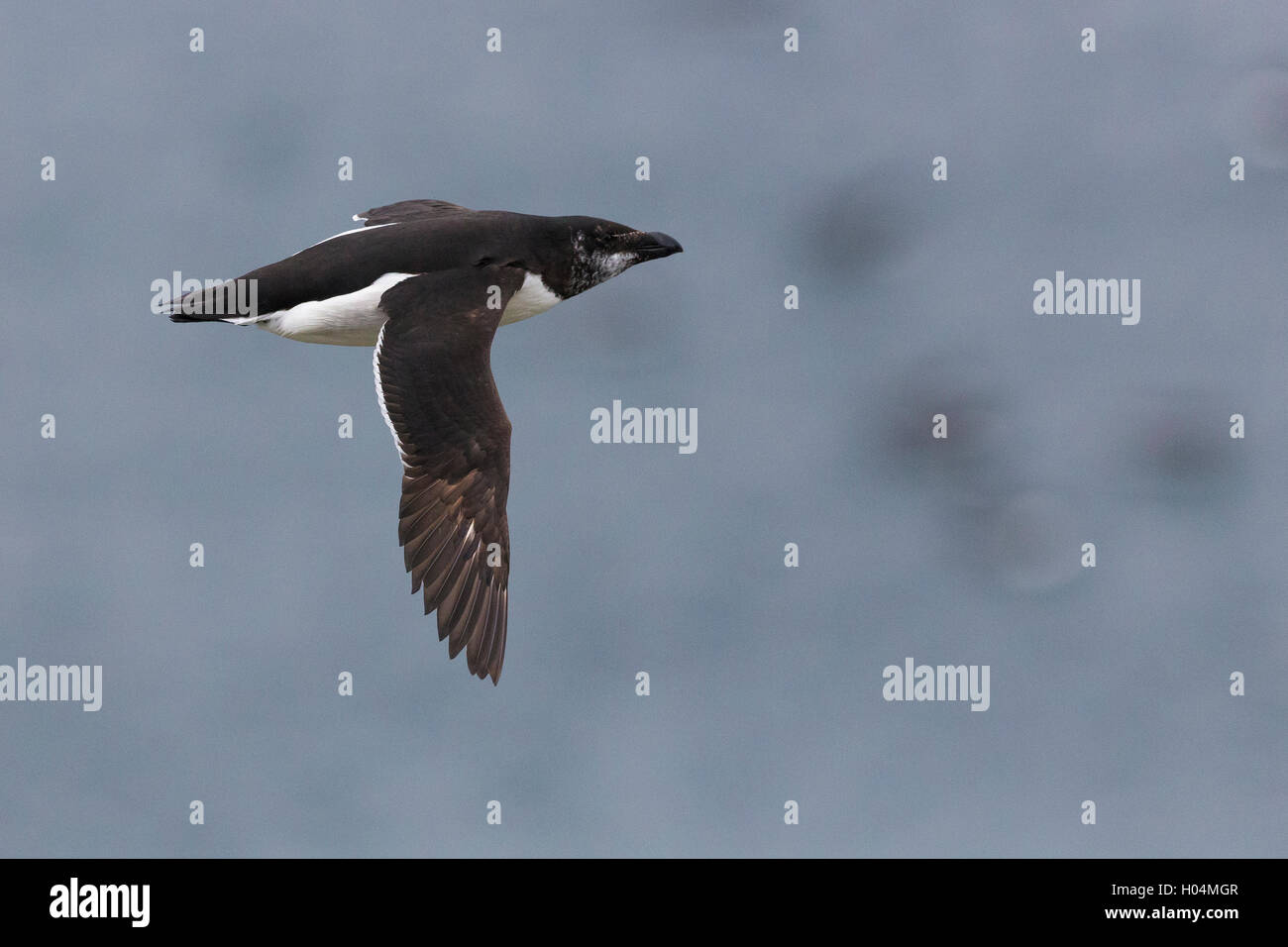 Razorbill (Alca torda), immature in flight Stock Photo - Alamy