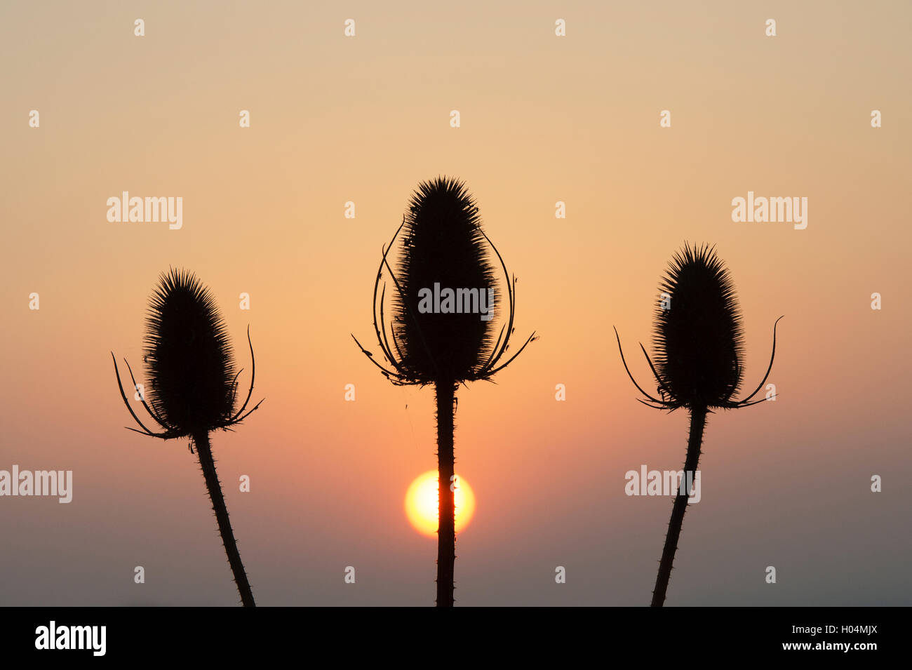Teazel teasel silhouette plant hi-res stock photography and images - Alamy