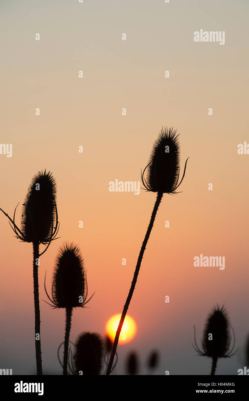 Teazel teasel silhouette plant hi-res stock photography and images - Alamy