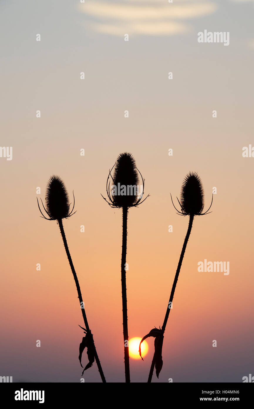 Silhouette of teasel plants in the English countryside in front of the ...