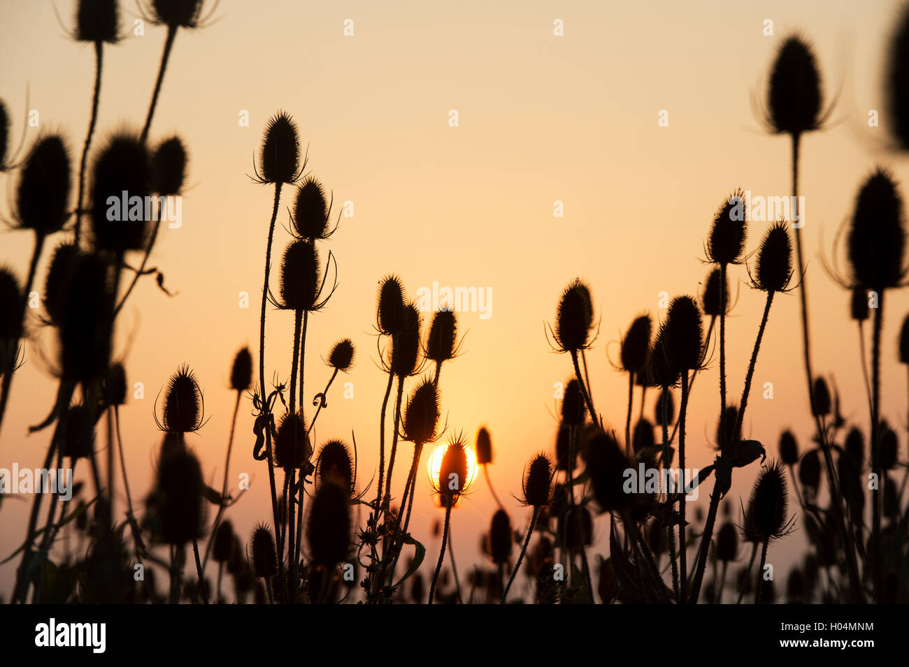 Silhouette of teasel plants in the English countryside in front of the ...
